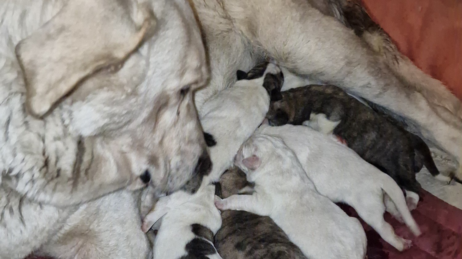 Recaudación de fondos: SOS Pumba: rescatada de la calle y madre de 7 ...