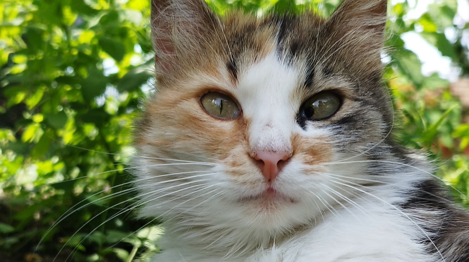 Cats veterinary bills